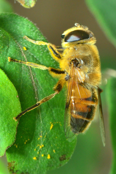 European Drone Fly | Project Noah