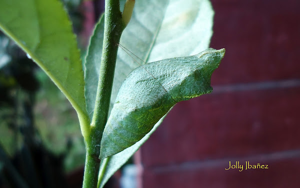 Common Lime Butterfly Chrysalis | Project Noah