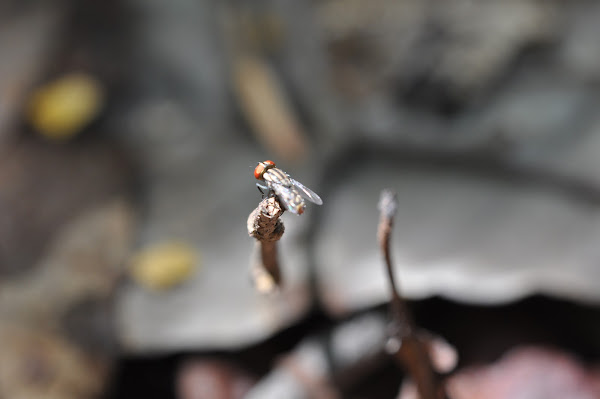 Common Housefly | Project Noah