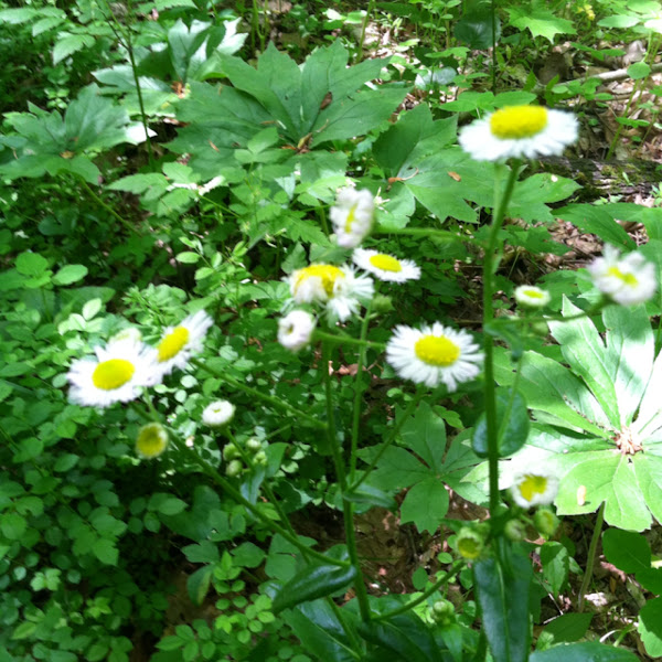 Aster | Project Noah