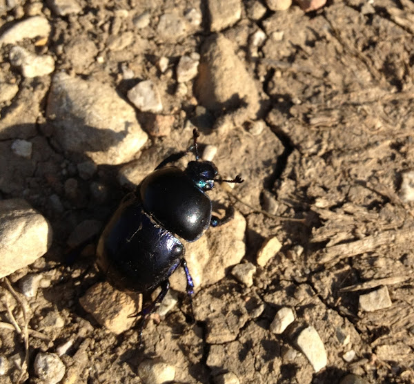 Scarab Beetle | Project Noah