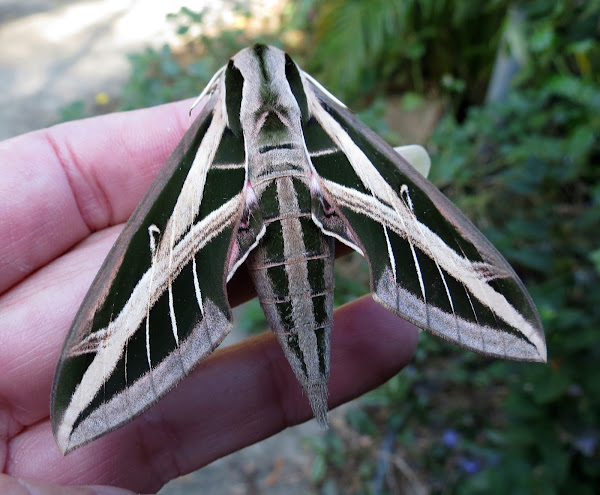 Banded sphinx moth | Project Noah