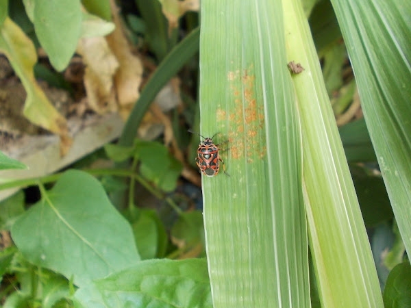 Ornate Shieldbug | Project Noah