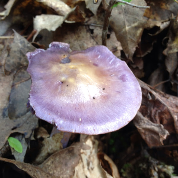 Lilac cort | Project Noah