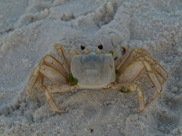 Ghost Crab | Project Noah