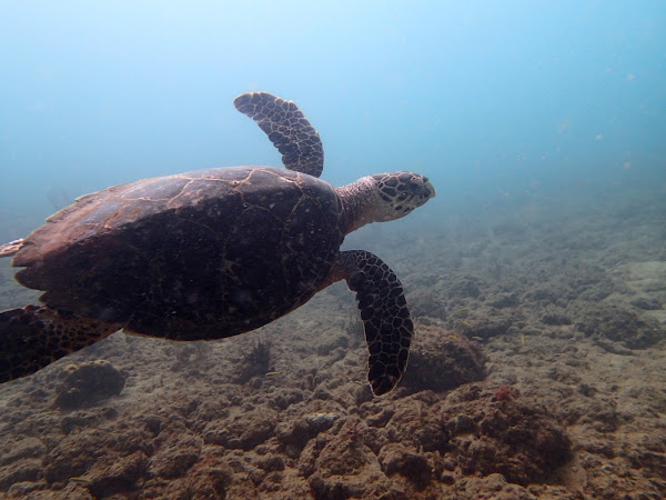 Hawksbill sea turtle | Project Noah