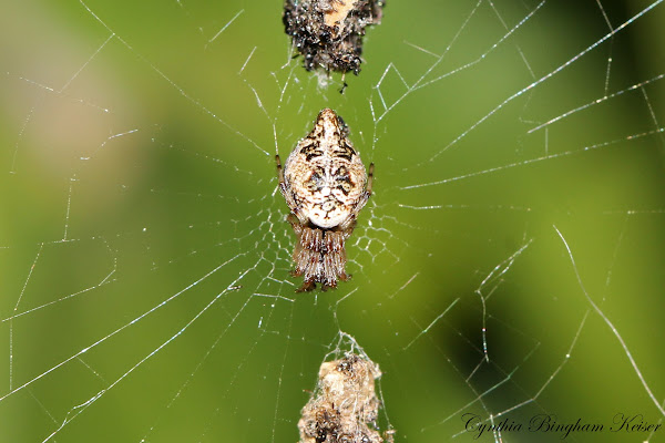 Trashline Orbweaver | Project Noah