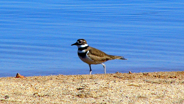 Killdeer | Project Noah