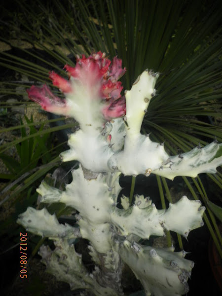 white ghost euphorbia | Project Noah