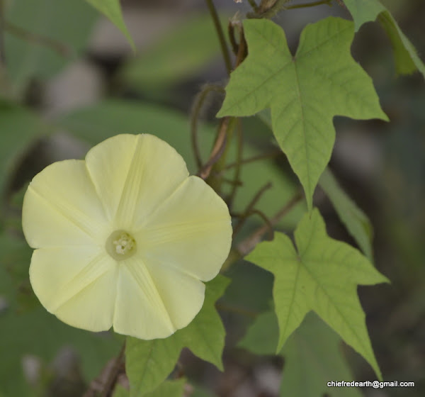 Grape-leaf Wood Rose | Project Noah