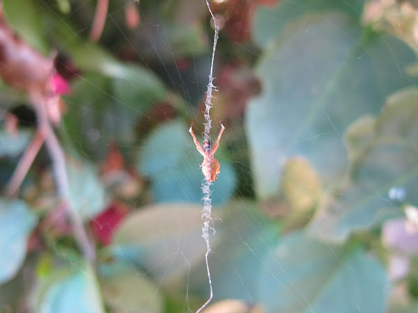 Hackled Orbweaver | Project Noah