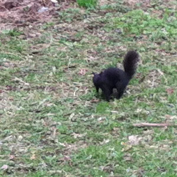 Black Squirrel, variation of Eastern Gray Squirrel | Project Noah