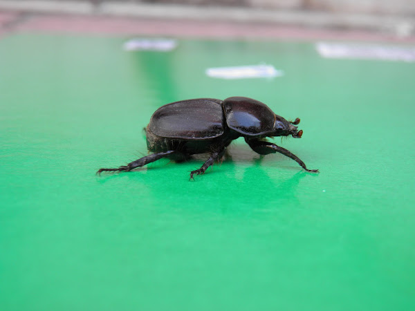 Diloboderus abderus beetle | Project Noah