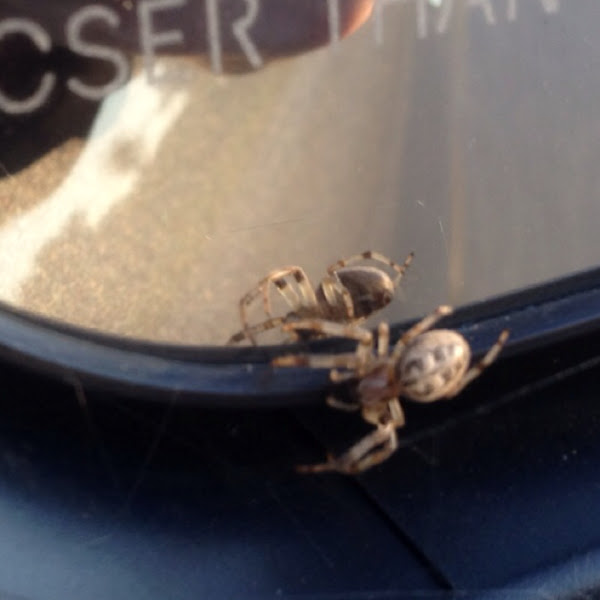 Furrow Orbweaver | Project Noah