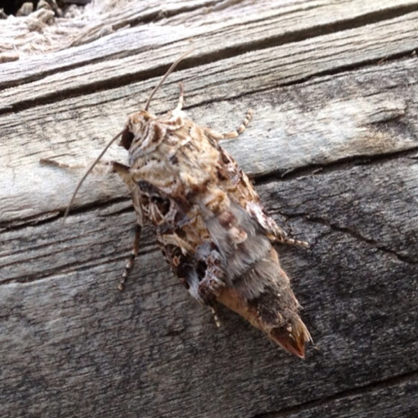 Yellow-striped Armyworm Moth | Project Noah