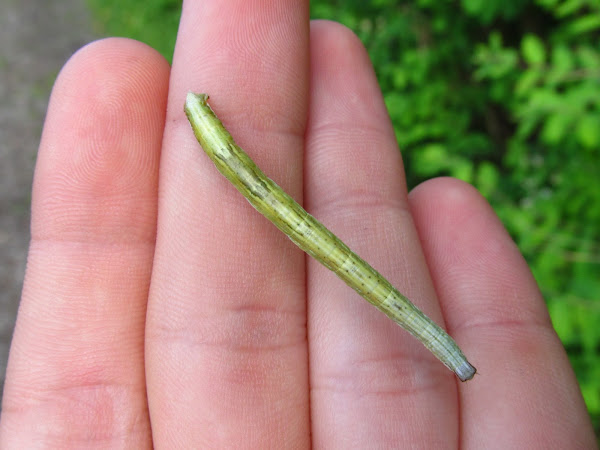 Crocus Geometer (larva) | Project Noah