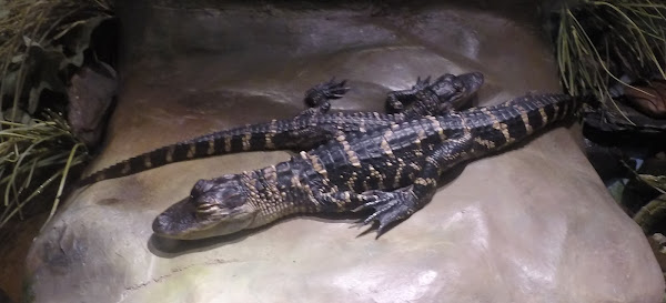 American Alligator Hatchlings | Project Noah