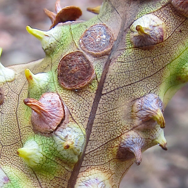 Lophostemon Prickly Leaf Galls | Project Noah