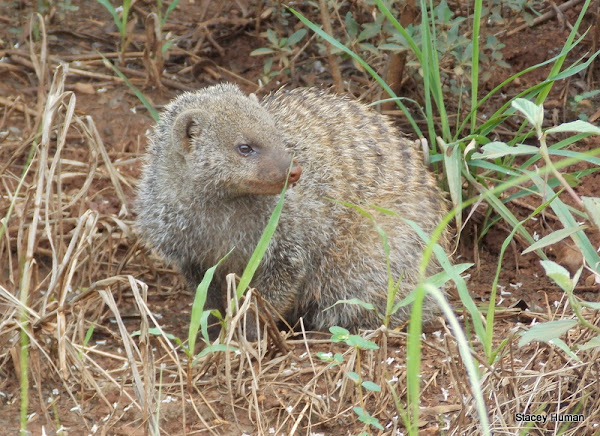 Banded mongoose | Project Noah