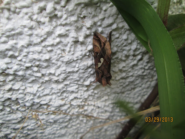 Bilobed Looper Moth | Project Noah