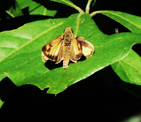 Zabulon Skipper | Project Noah