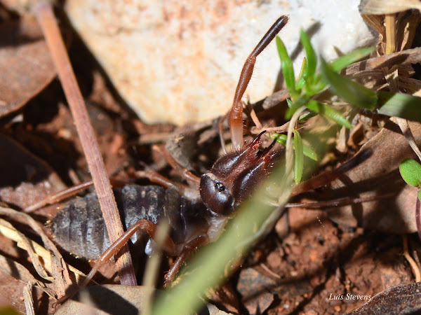 Wind scorpion | Project Noah