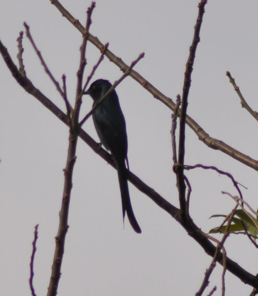 Black Drongo | Project Noah