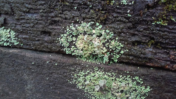 Trumpet Lichen/False Pixie Cup | Project Noah