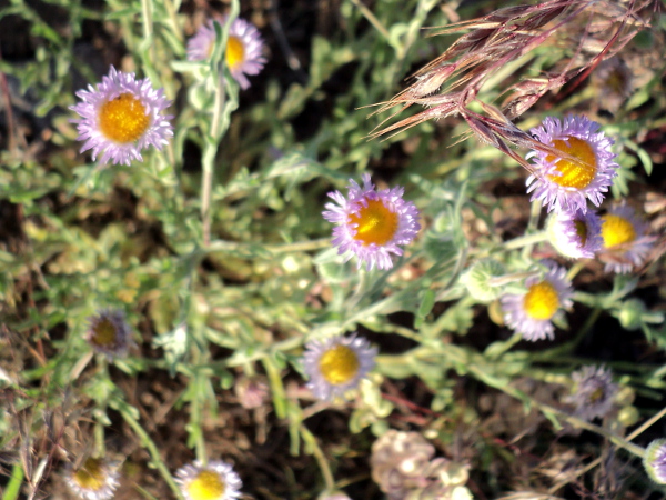 Spreading Fleabane | Project Noah