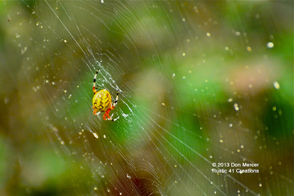 Marbled orb weaver | Project Noah