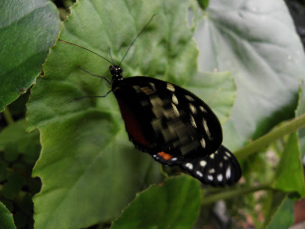 mating hecale longwings | Project Noah