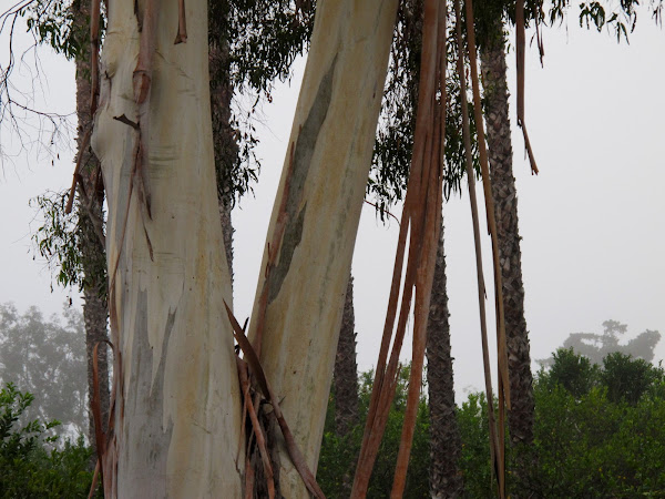 Ribbon Gum Tree | Project Noah