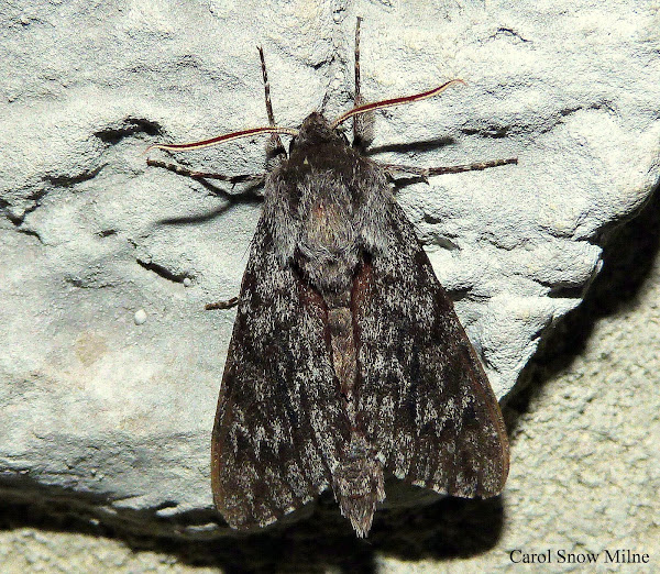Northern Pine Sphinx Moth | Project Noah