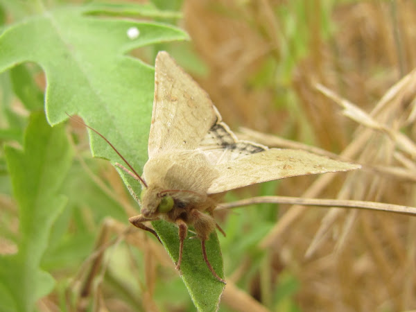 Corn Earworm | Project Noah