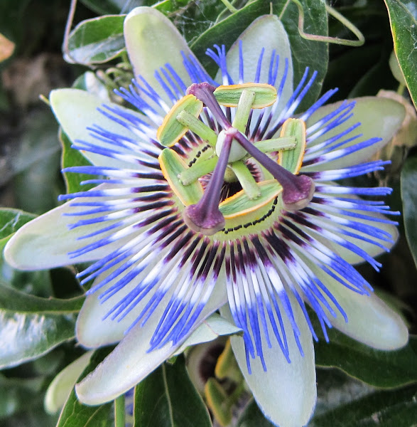 White Passion Flowers | Project Noah