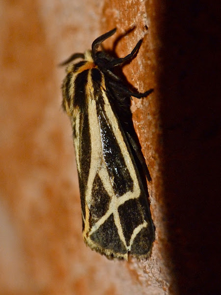 Harnessed Tiger moth | Project Noah