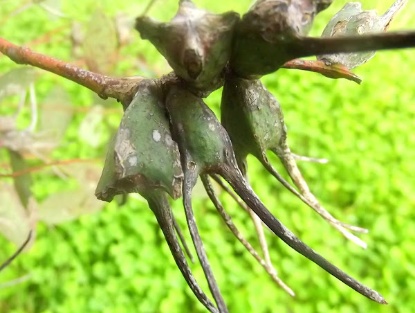 four winged gall | Project Noah