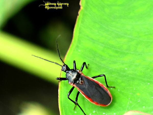 Assassin Bug | Project Noah