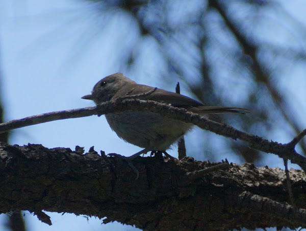 Oak Titmouse | Project Noah