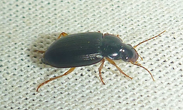 Ground Beetle | Project Noah