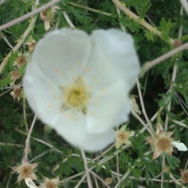 Apache plume | Project Noah