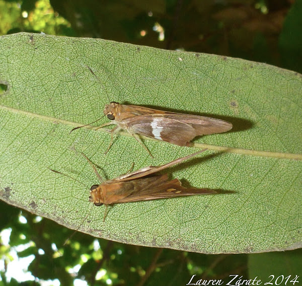 Skipper | Project Noah