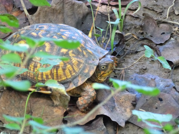 Eastern Box Turtle | Project Noah