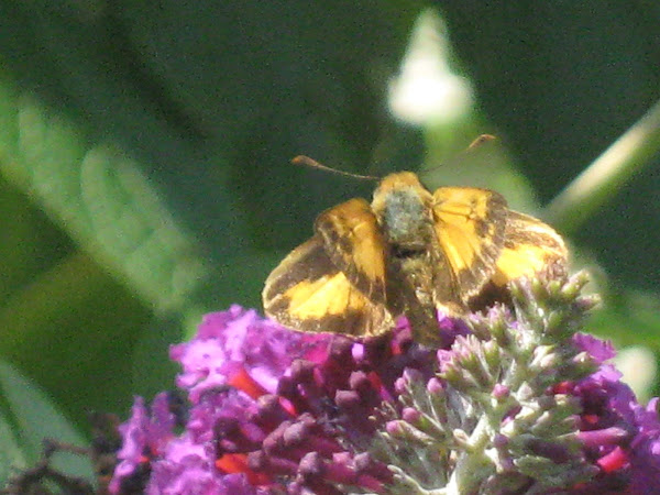 Peck's Skipper | Project Noah