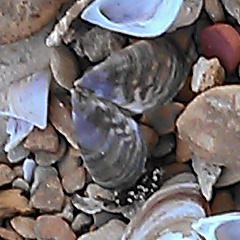 Zebra Mussel | Project Noah