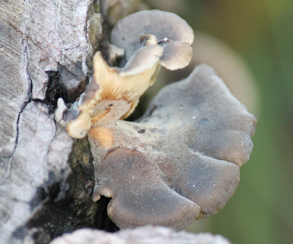 polypore | Project Noah