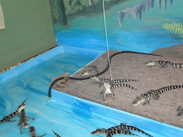 Baby American Alligators | Project Noah