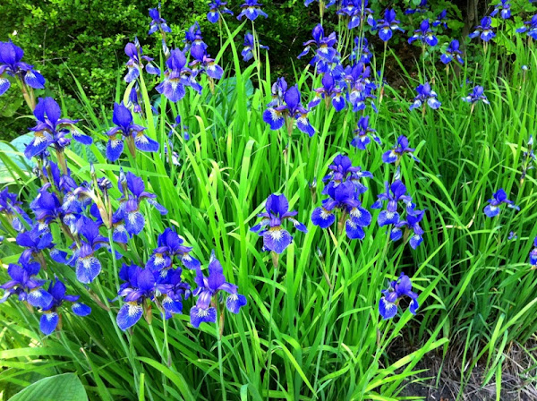 Harlequin Blueflag Iris | Project Noah