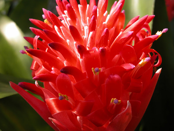 Red Torch Bromeliad | Project Noah
