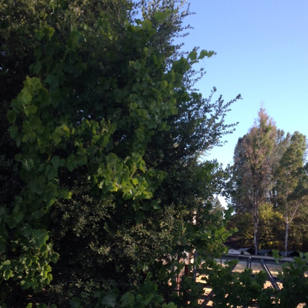 Grape vine | Project Noah